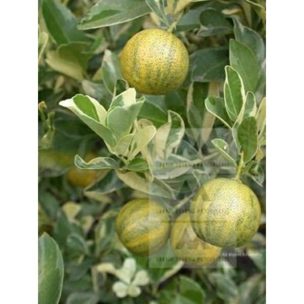 Grafted Sintunis Calamansi air layered live plant namumunga na ...