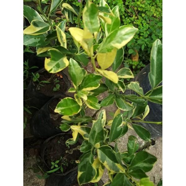 Grafted Sintunis Calamansi air layered live plant namumunga na ...