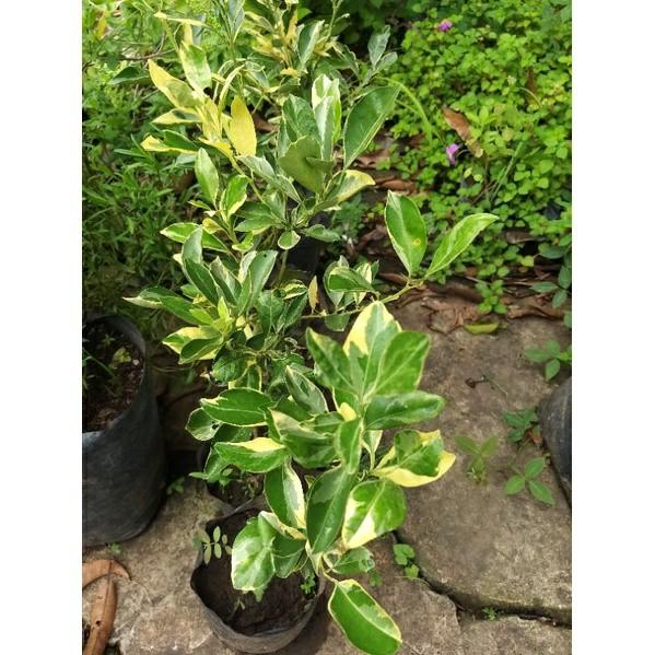 Grafted Sintunis Calamansi air layered live plant namumunga na ...