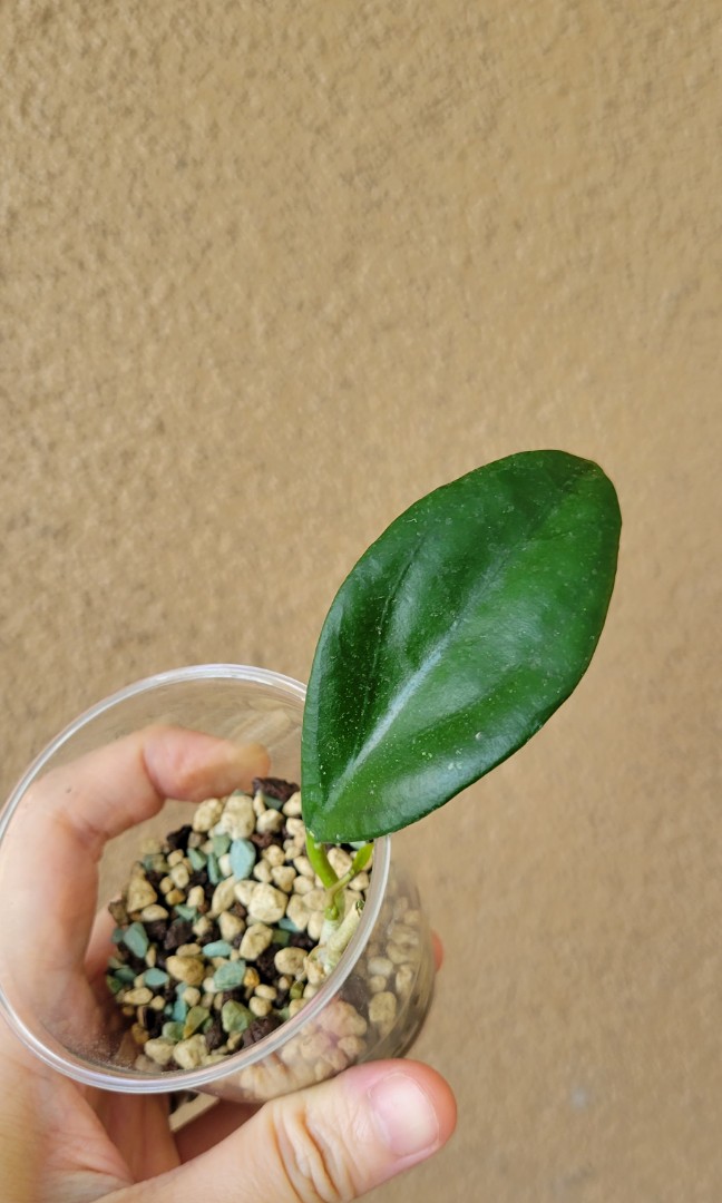 Hoya West Timor, Furniture & Home Living, Gardening, Plants & Seeds on ...