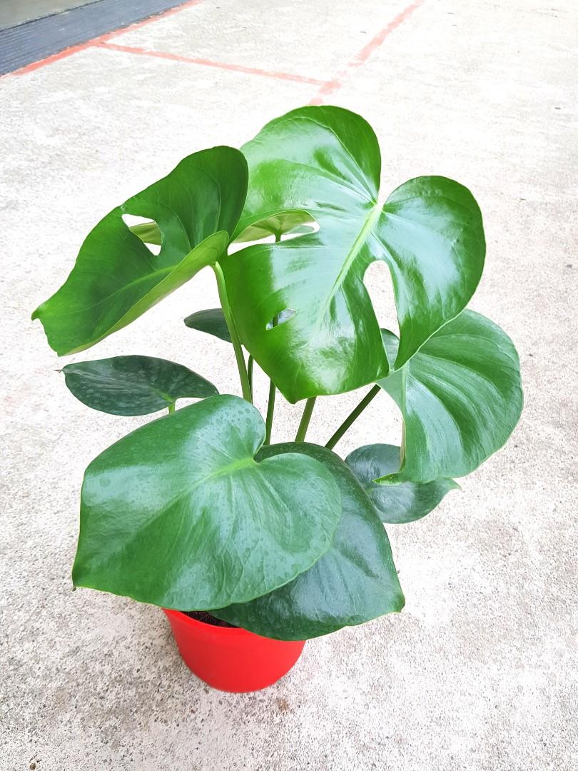 Monstera Deliciosa (Medium), Furniture & Home Living, Gardening, Plants ...