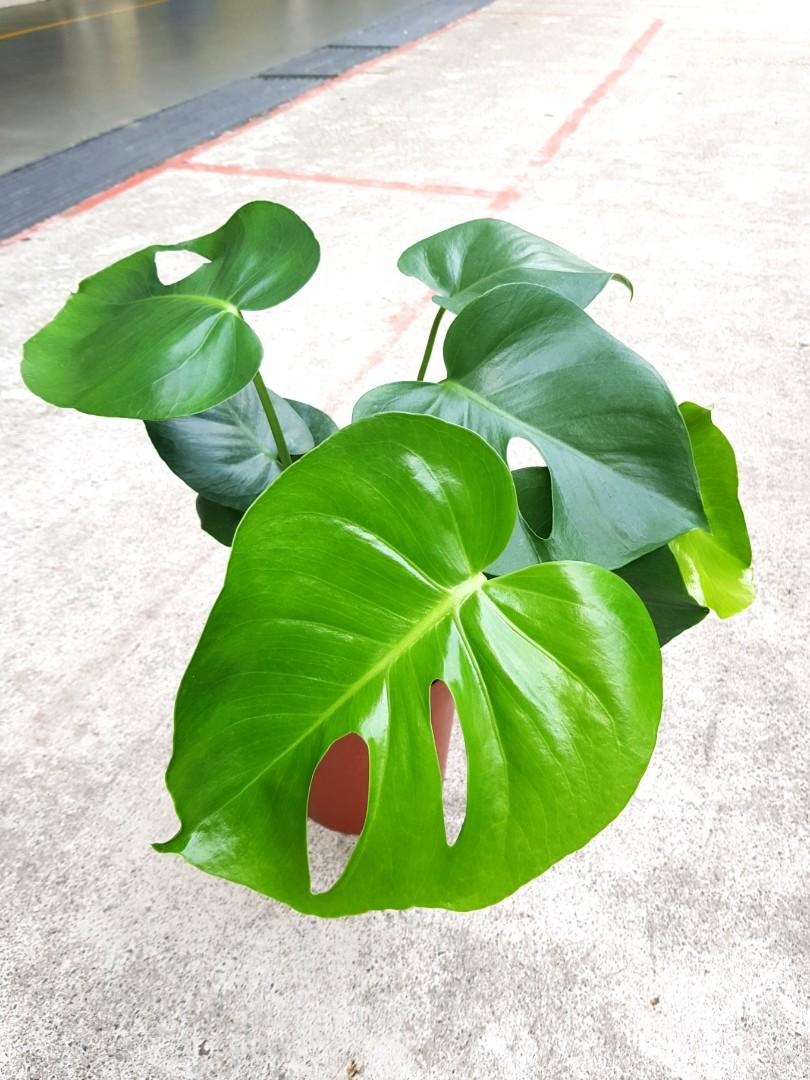 Monstera Deliciosa (Medium), Furniture & Home Living, Gardening, Plants ...