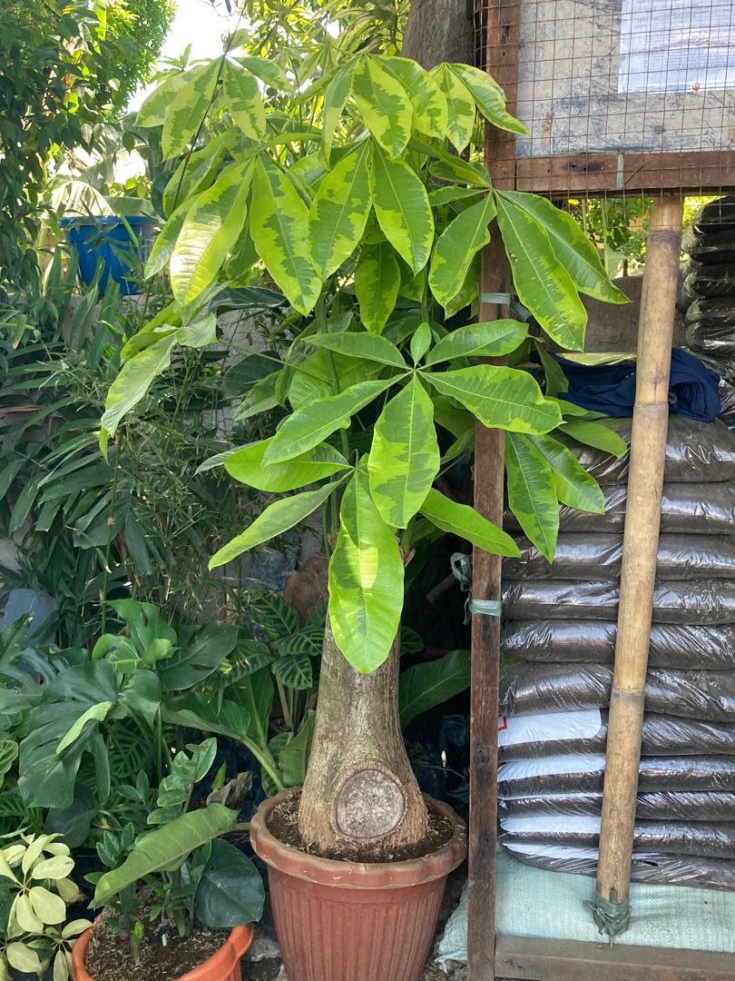 VARIEGATED YELLOW MONEY TREE, Furniture & Home Living, Gardening ...