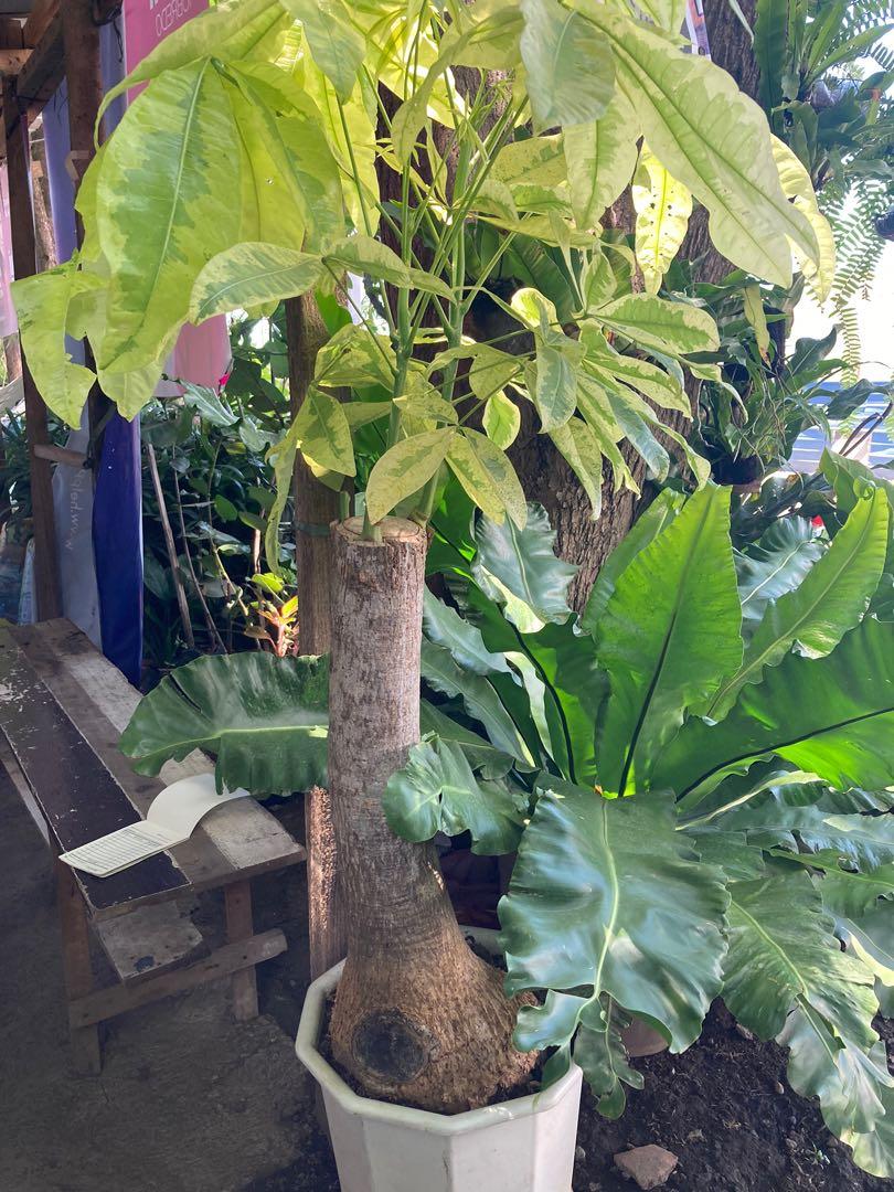 VARIEGATED YELLOW MONEY TREE, Furniture & Home Living, Gardening ...