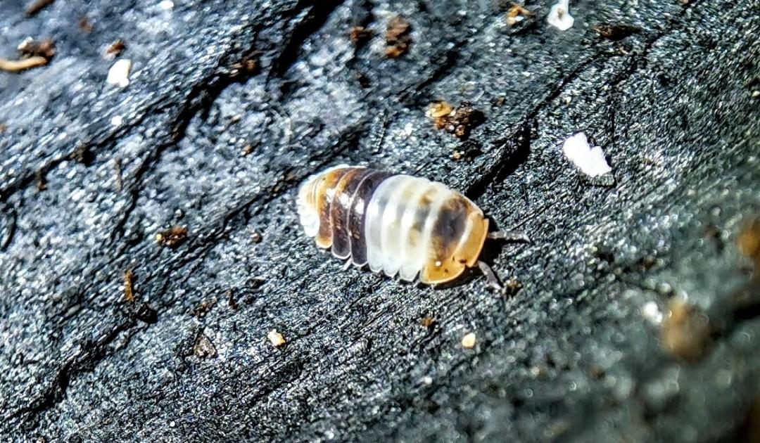 Clearance :pet food isopod cubaris white shark, Pet Supplies, Pet Food ...