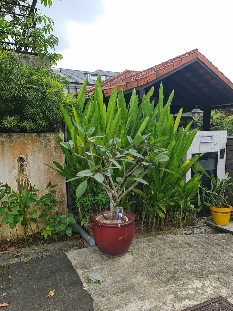 Healthy and Bushy 1.5m Pink Frangipani with fully developed root system ...