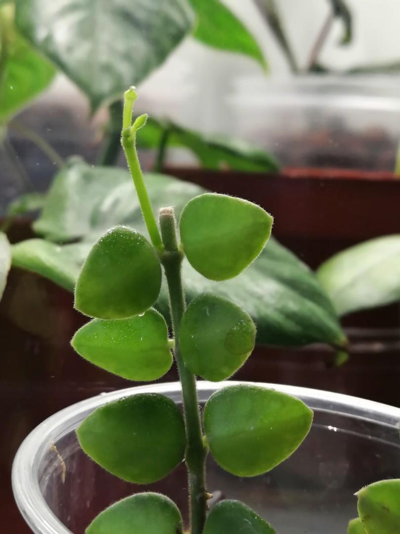 Hoya Chinghungensis, Furniture & Home Living, Gardening, Plants & Seeds ...