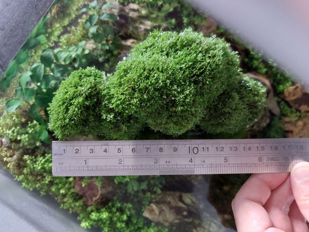 Mini Pelia Moss, Furniture & Home Living, Gardening, Plants & Seeds on ...