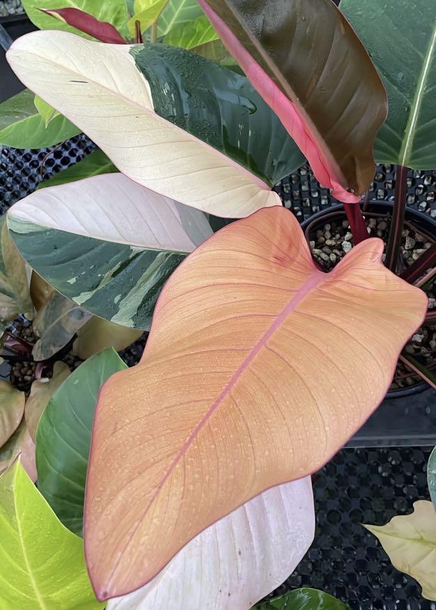 Philodendron Red Congo Variegata, Furniture & Home Living, Gardening ...