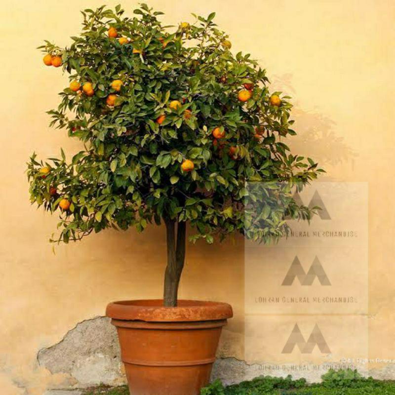 Satsuma Tangerines seedlings Live Plant, Furniture & Home Living ...