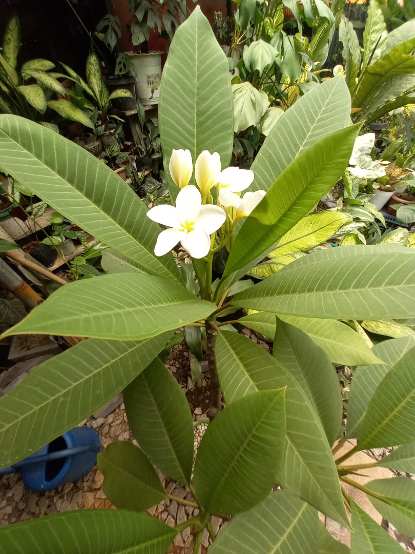 Calachuchi tree white flower, Furniture & Home Living, Gardening ...