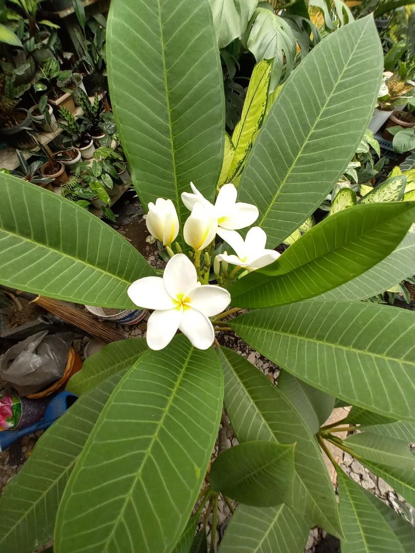 Calachuchi tree white flower, Furniture & Home Living, Gardening ...
