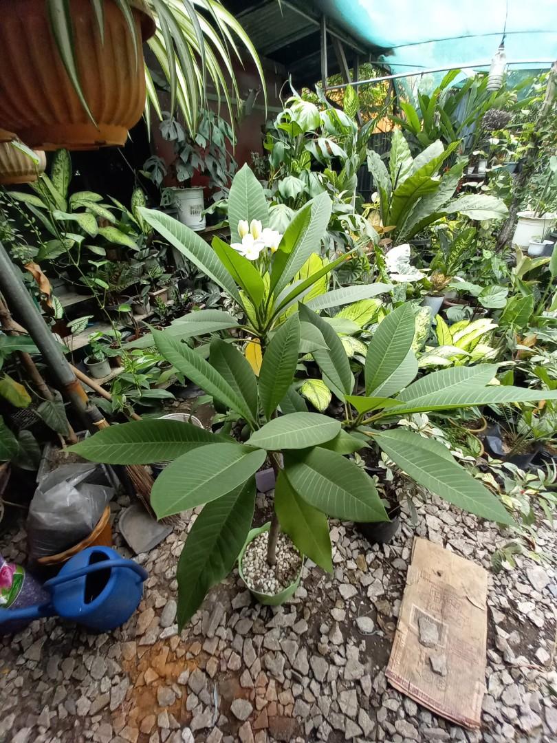 Calachuchi tree white flower, Furniture & Home Living, Gardening ...
