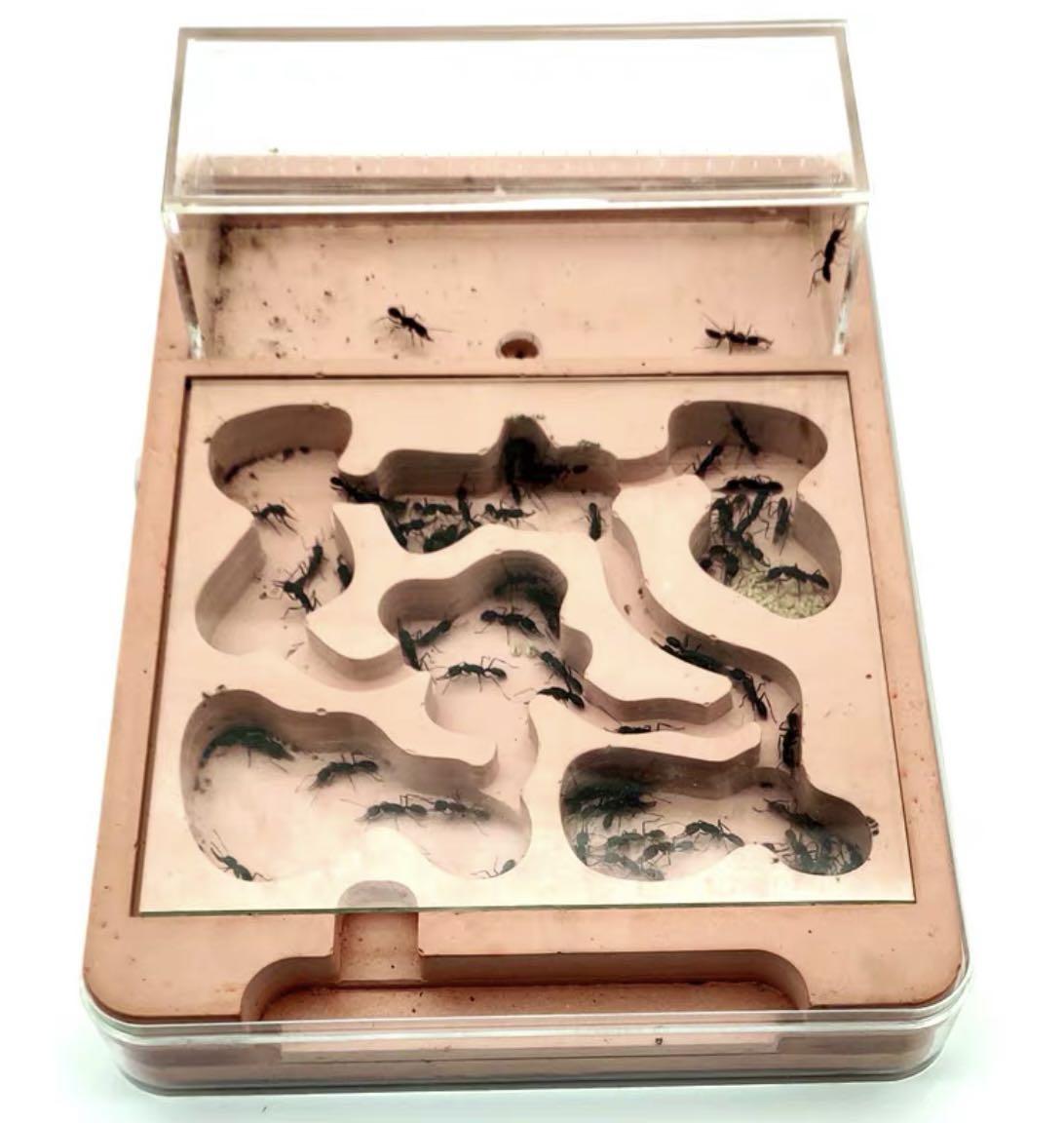 Clay Formicarium, Pet Supplies, Homes & Other Pet Accessories on Carousell