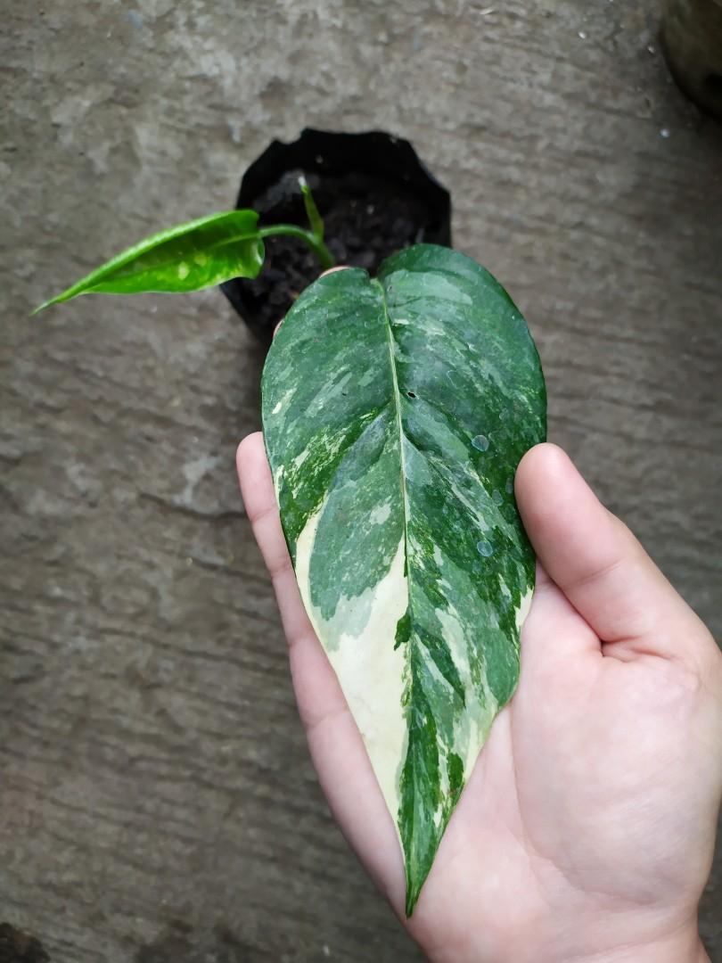 Epipremnum Pinnatum Albo Variegated RARE Pothos, Furniture & Home ...