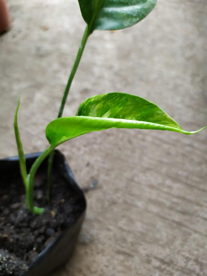 Epipremnum Pinnatum Albo Variegated RARE Pothos, Furniture & Home ...