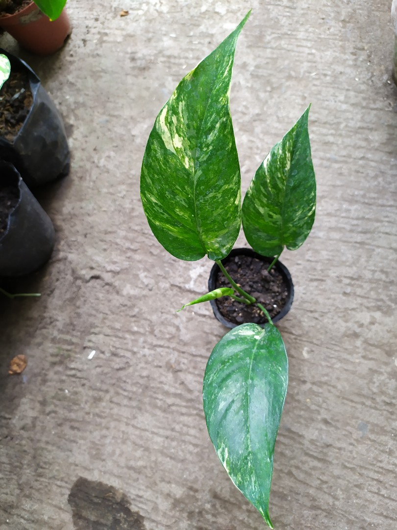 Epipremnum Pinnatum Albo Variegated RARE Pothos, Furniture & Home ...