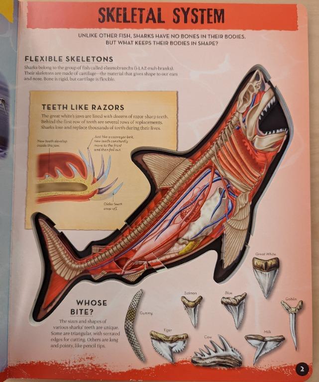 Inside Out Shark : Look inside a great white in three dimensions!, 興趣及 ...