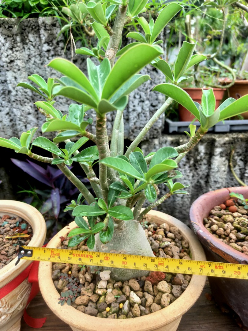 Adenium arabicum, Furniture & Home Living, Gardening, Plants & Seeds on ...