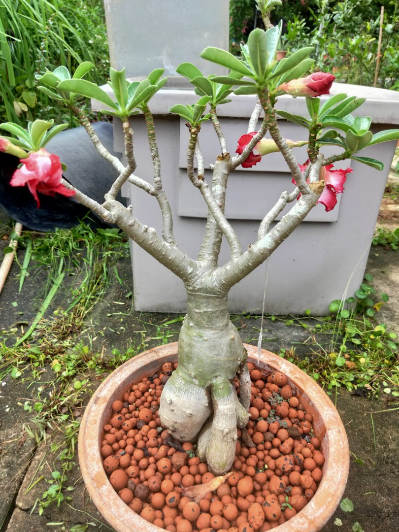 Adenium in YiXing pot, Furniture & Home Living, Gardening, Plants ...