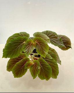 Begonia brevirimosa, Furniture & Home Living, Gardening, Plants & Seeds ...