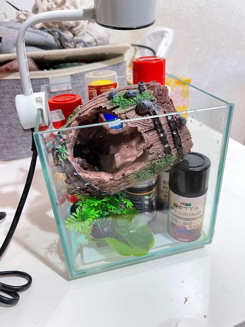 Betta fish starter pack, Pet Supplies, Homes & Other Pet Accessories on ...