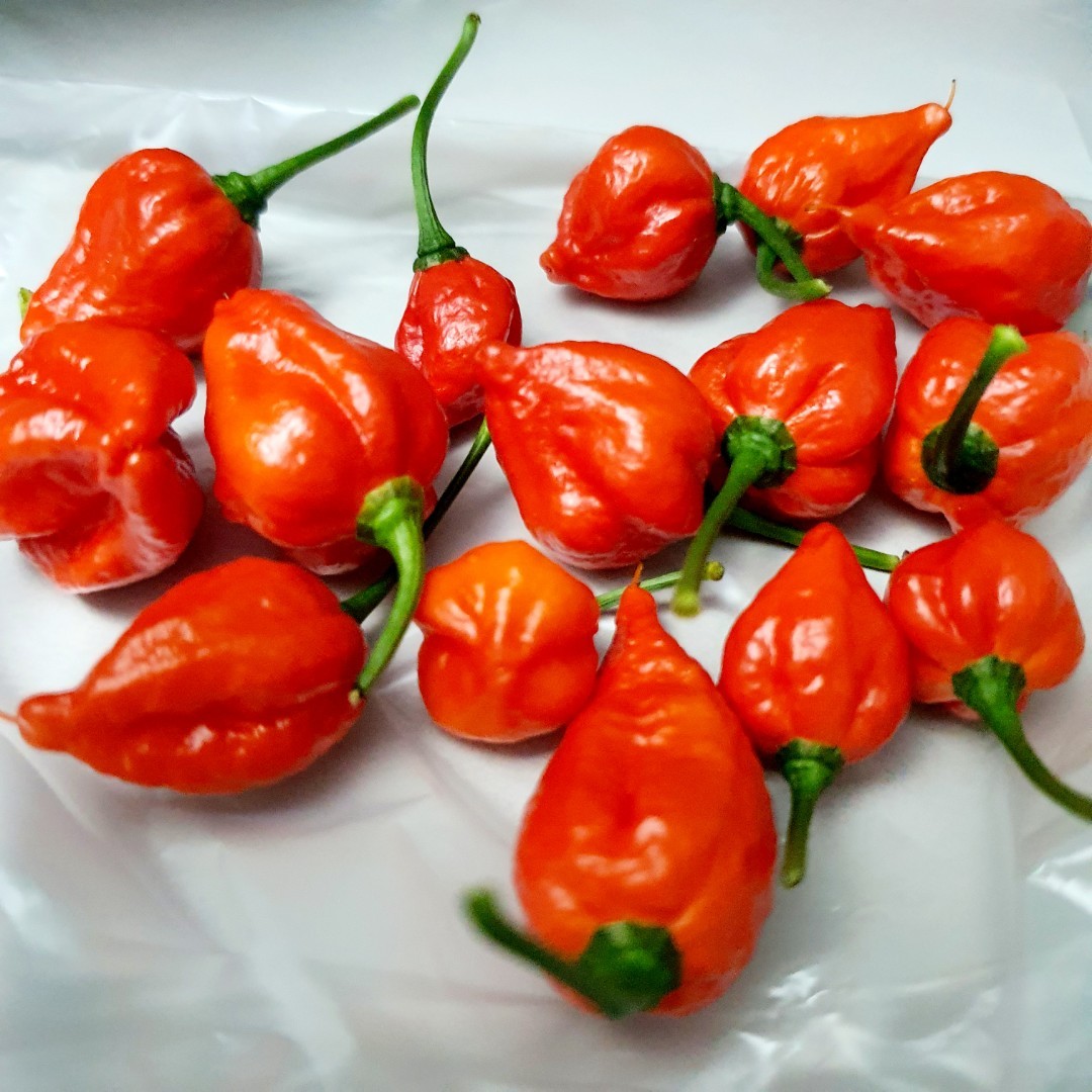 Ghost Pepper Chilli | Super Hot | Home Grown | #Fresh #Seeds #pod # ...