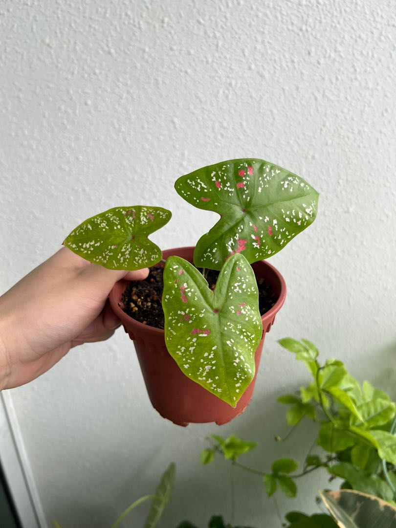 Juvenile Caladium Florida Clown, Furniture & Home Living, Gardening ...