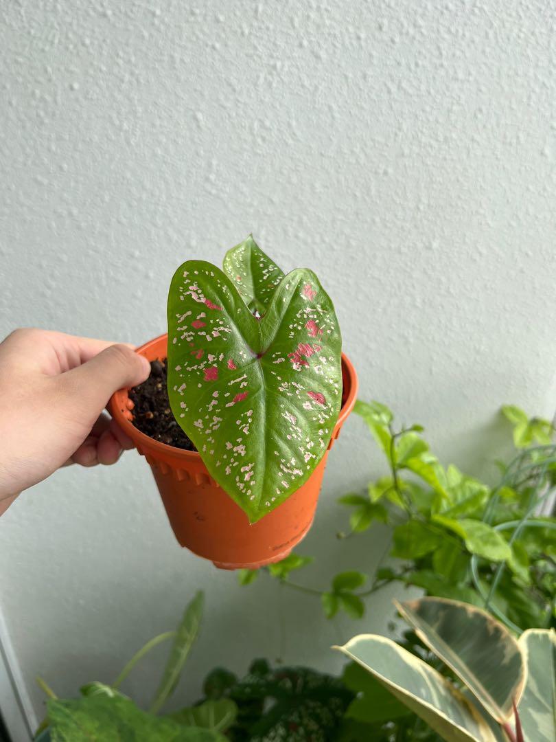 Juvenile Caladium Florida Clown, Furniture & Home Living, Gardening ...