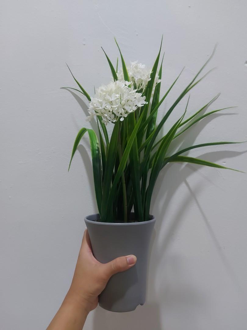 Kaison flower pot hyacinth, Furniture & Home Living, Home Decor, Vases ...
