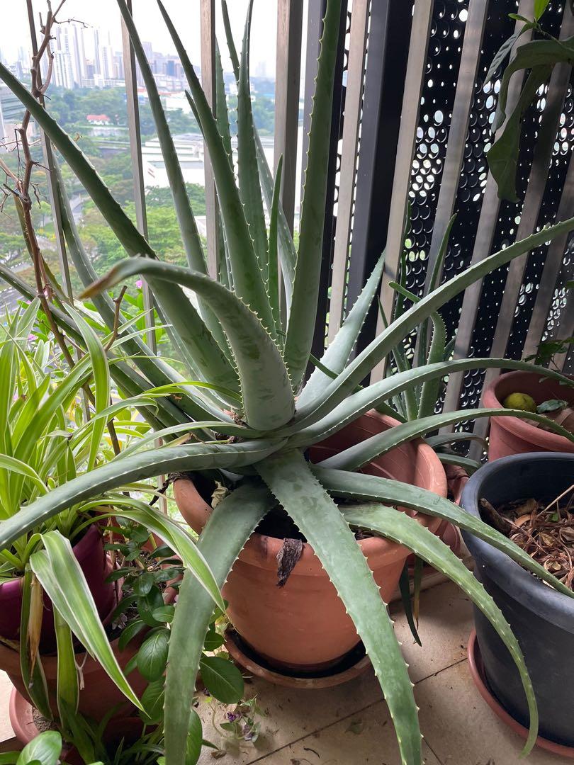 Large Aloe Vera plant, Furniture & Home Living, Gardening, Plants ...