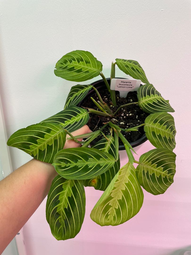Maranta Leuconeura Lemon Lime Prayer Plant Calathea, Furniture & Home ...