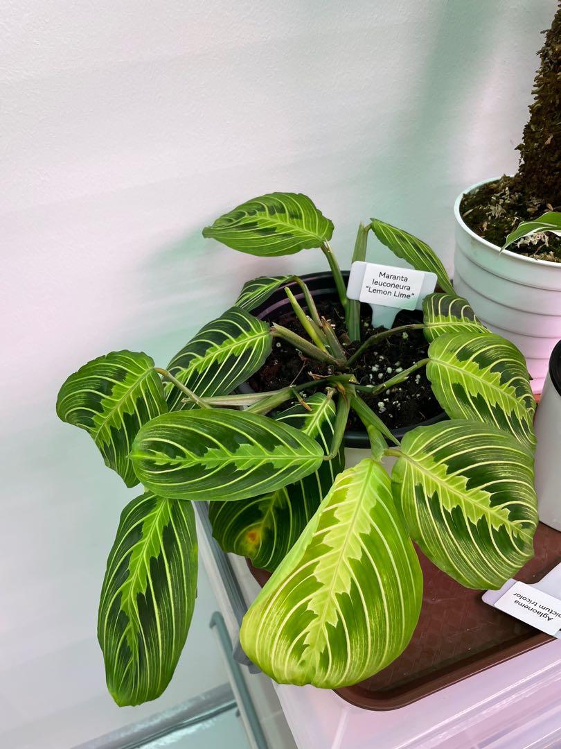 Maranta Leuconeura Lemon Lime Prayer Plant Calathea, Furniture & Home ...