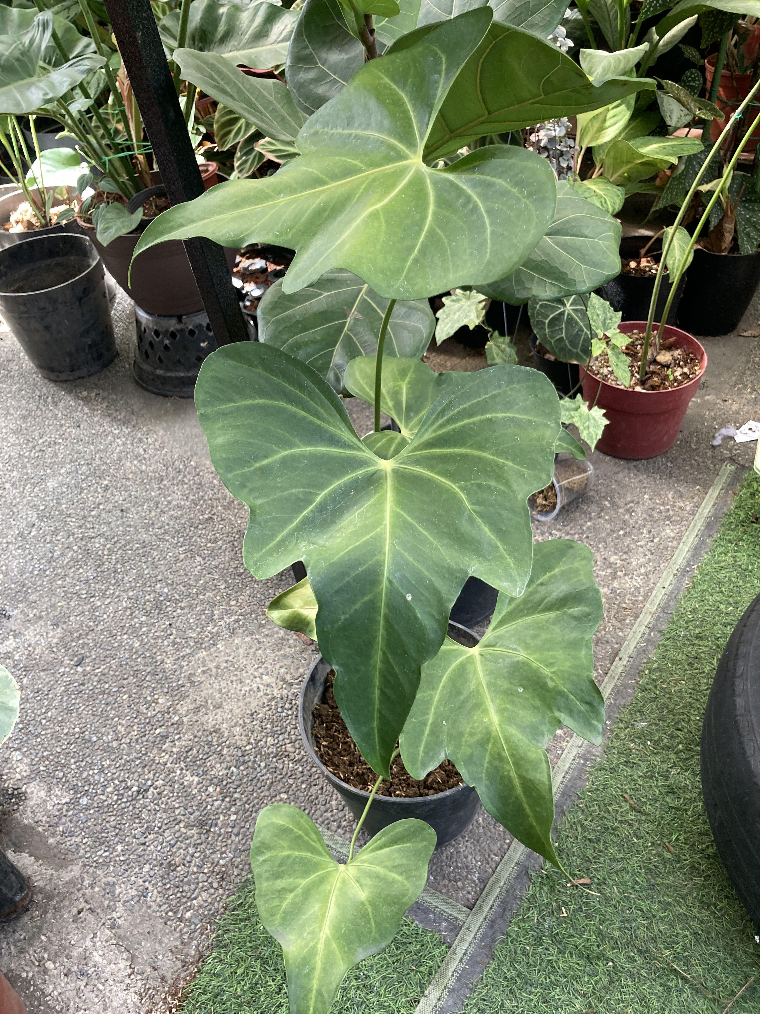 Rare anthurium pterodactyl, Furniture & Home Living, Gardening, Plants & Seeds on Carousell