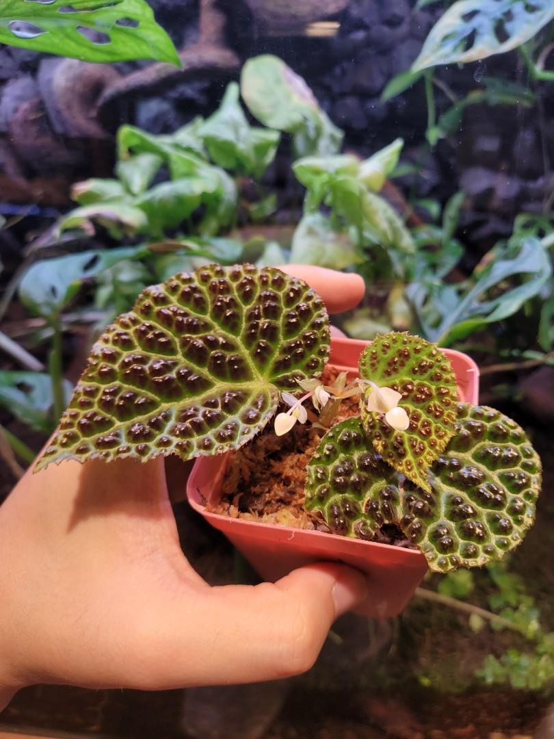 (Rare) Begonia Dracopelta, Furniture & Home Living, Gardening, Plants ...