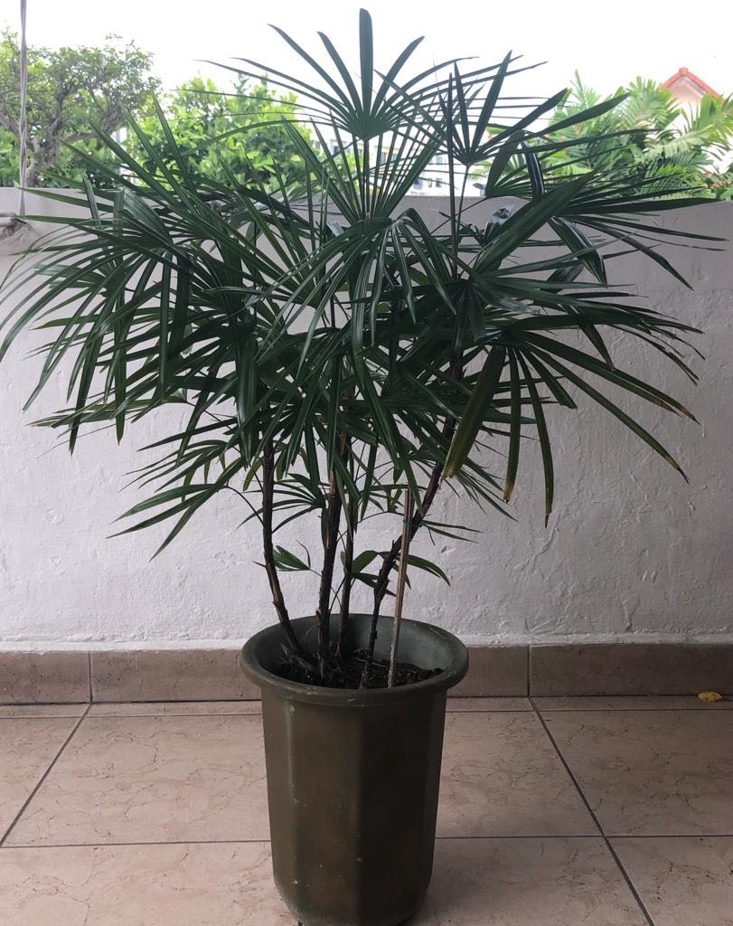 Rhapis multifida, Furniture & Home Living, Gardening, Plants & Seeds on ...