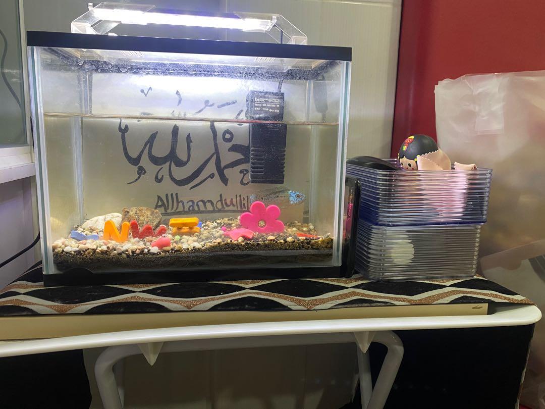 1 feet Fish tank, Pet Supplies, Homes & Other Pet Accessories on Carousell