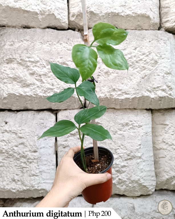 Anthurium digitatum, Furniture & Home Living, Gardening, Plants & Seeds ...