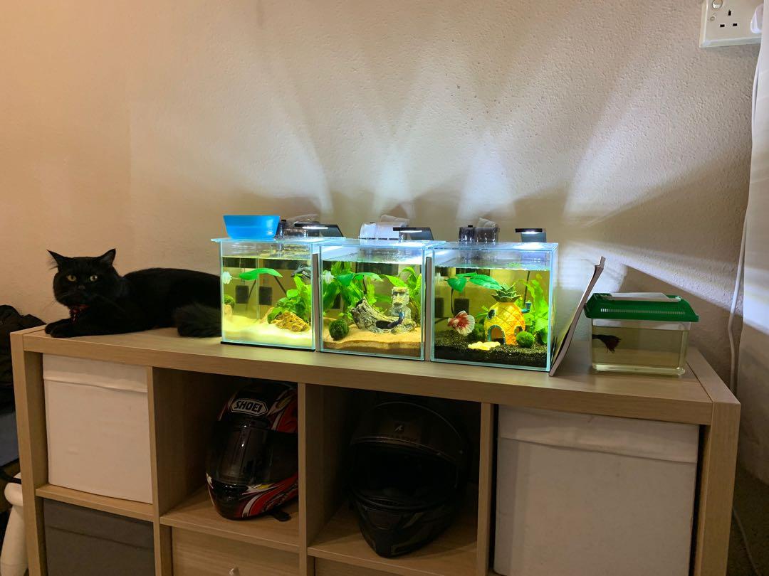 AQUALIGHTER AQUARIUM NANO 10L (tank only), Pet Supplies, Homes & Other ...