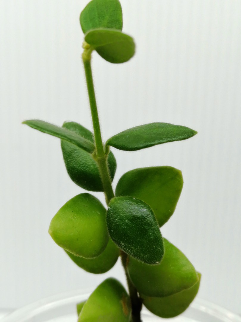 Hoya Chinghungensis, Furniture & Home Living, Gardening, Plants & Seeds ...