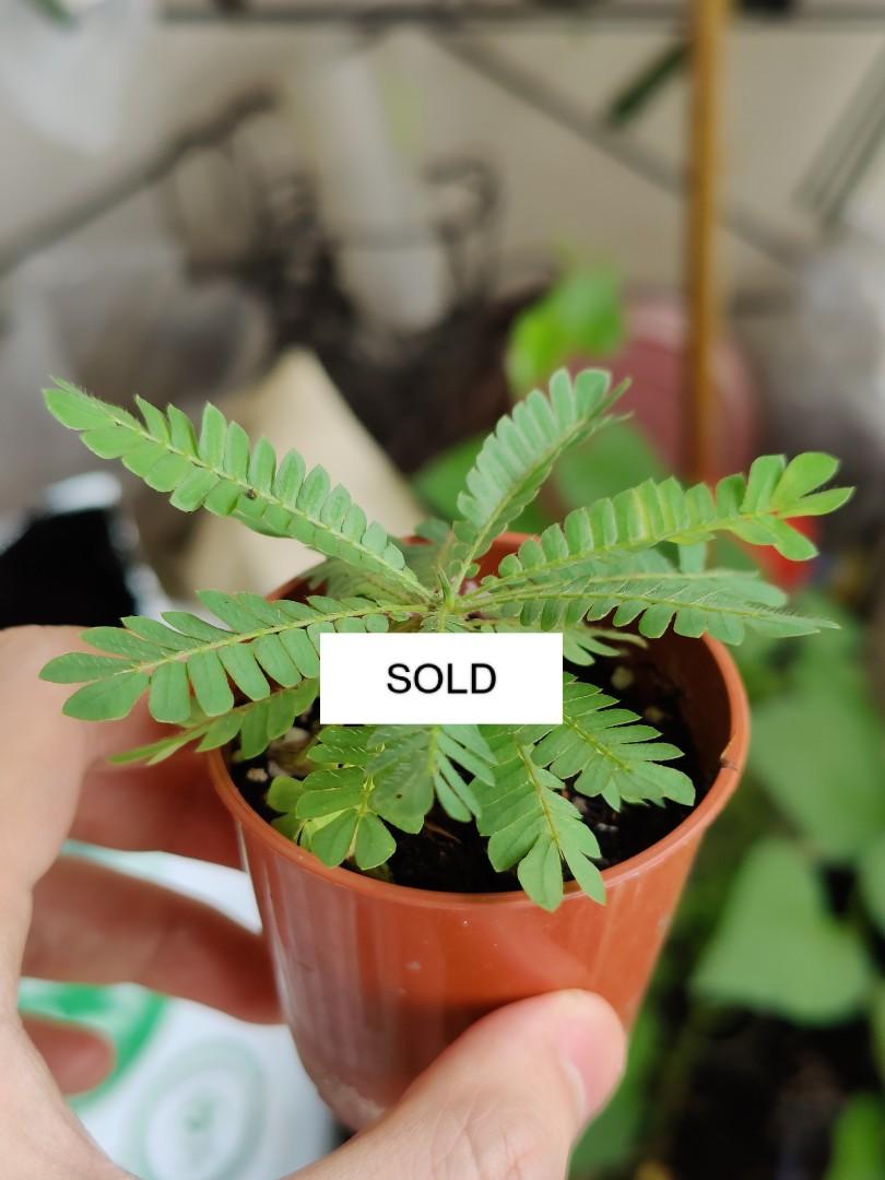 Little Tree plant (Biophytum Sensitivum), Furniture & Home Living ...