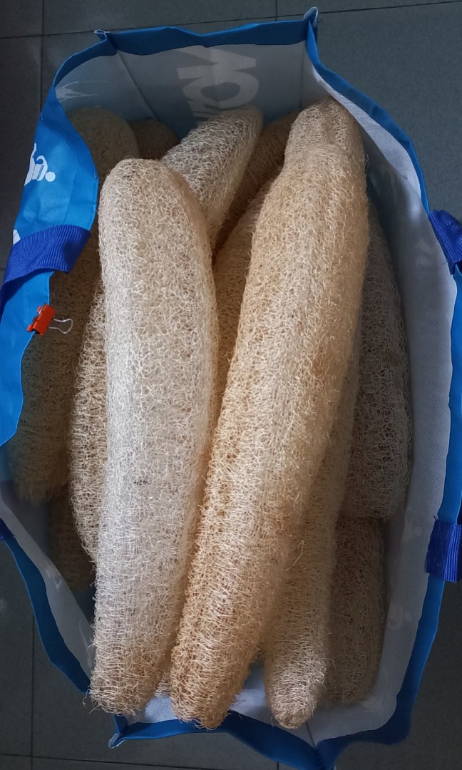Loofah! Fresh from Malaysia farm, Everything Else on Carousell