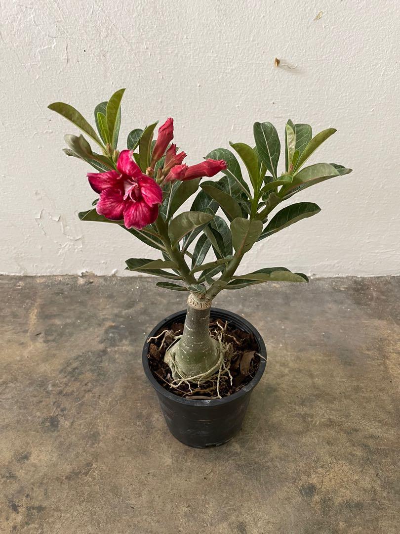 Adenium plant! Desert rose! Fu GUI hua, Furniture & Home Living ...