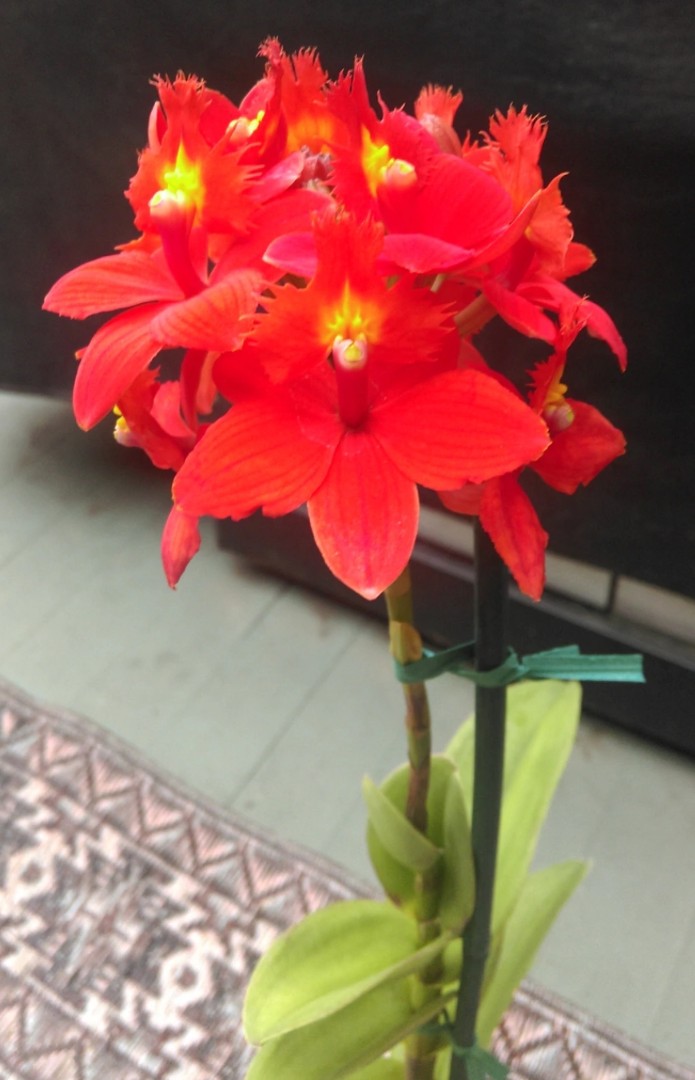 Epidendrum 'Red' Orchid Cutting, Furniture & Home Living, Gardening ...