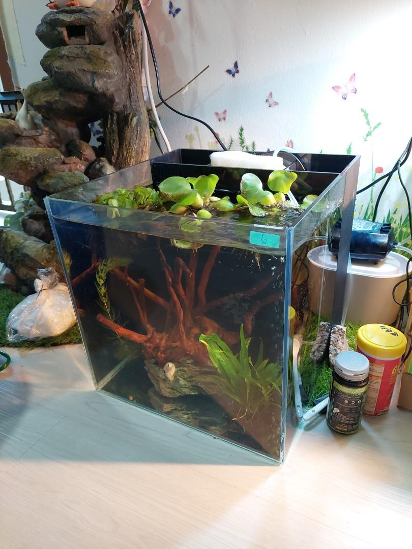 Fish tank with built in filter and pump 30 by 30 by 30cm., Pet Supplies ...