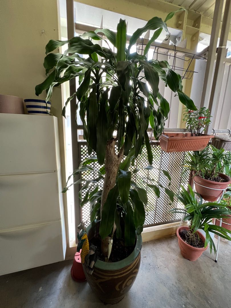 Iron Tree (Dracaena Fragrans), Furniture & Home Living, Gardening ...