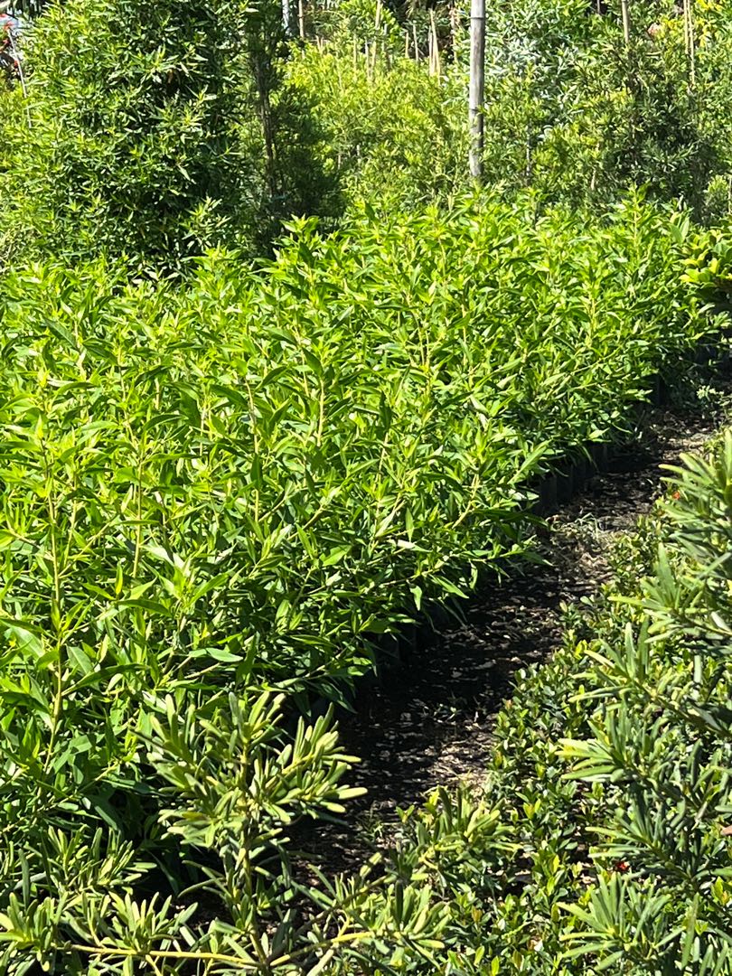 Nedra, Furniture & Home Living, Gardening, Plants & Seeds on Carousell