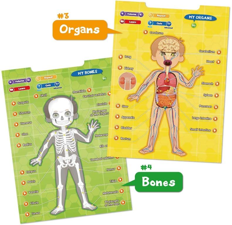 BEST LEARNING i-Poster My Body - Interactive Educational Human Anatomy ...
