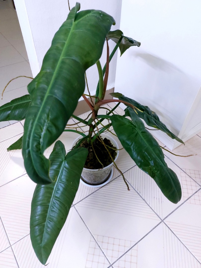 Philodendron sp Napo, Furniture & Home Living, Gardening, Plants ...