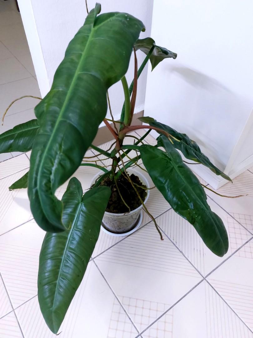 Philodendron sp Napo, Furniture & Home Living, Gardening, Plants ...